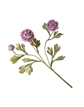 Lilac Ranunculus Spray | Bloom UK