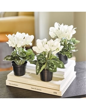 White Cyclamen, Set of 3 | Bloom UK