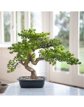 Bonsai Pine Tree | Bloom UK