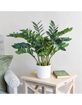 Potted Zamiifolia Tree | Bloom UK