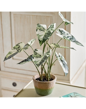 Variegated Alocasia | Bloom UK