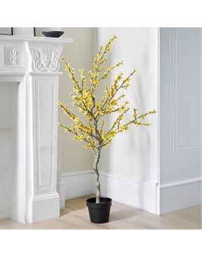 Forsythia Tree | Bloom UK